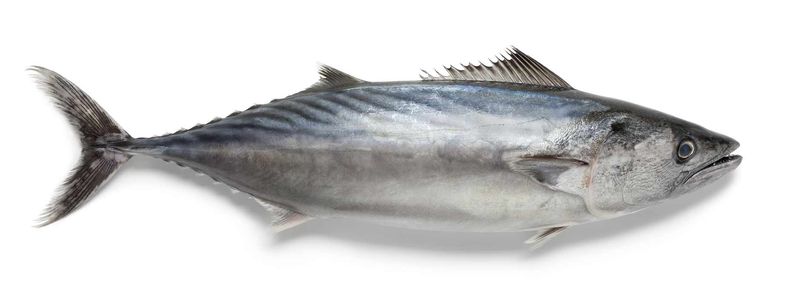 Atlantic Bonito - Fish for tomorrow