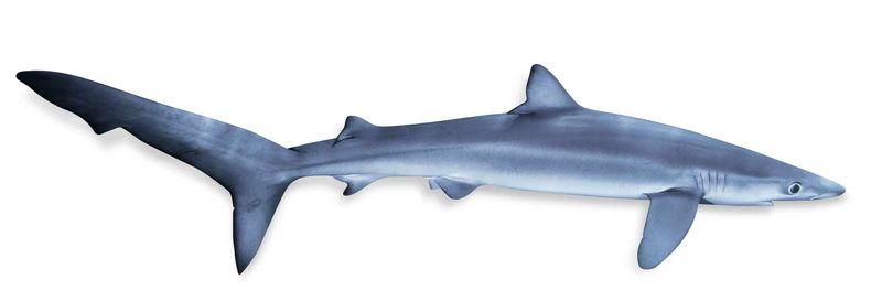 Blue shark - Fish for tomorrow
