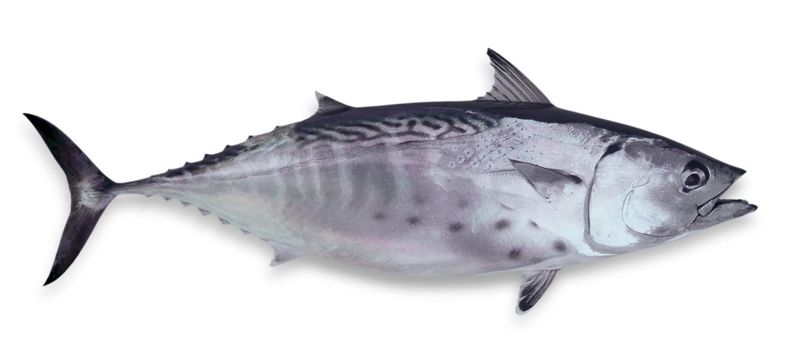 Little Tunny - Fish for tomorrow