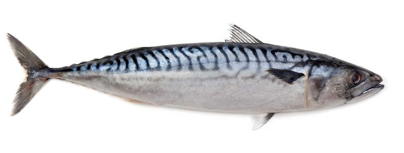 Atlantic Mackerel - Fish for tomorrow