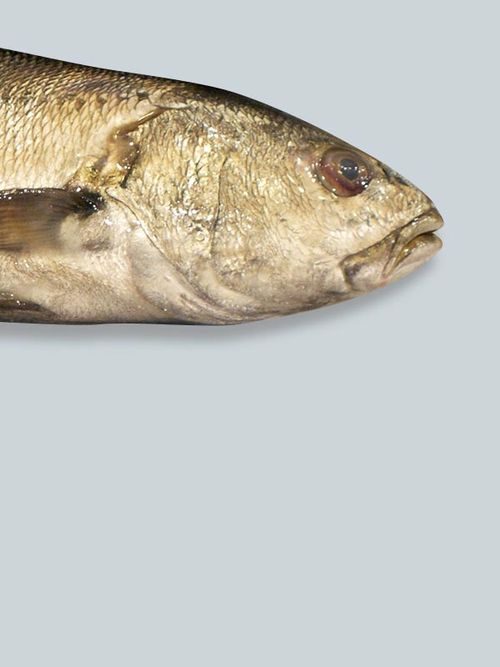 fish for tomorrow