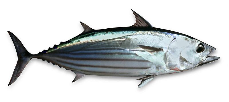 Skipjack Tuna - Fish for tomorrow